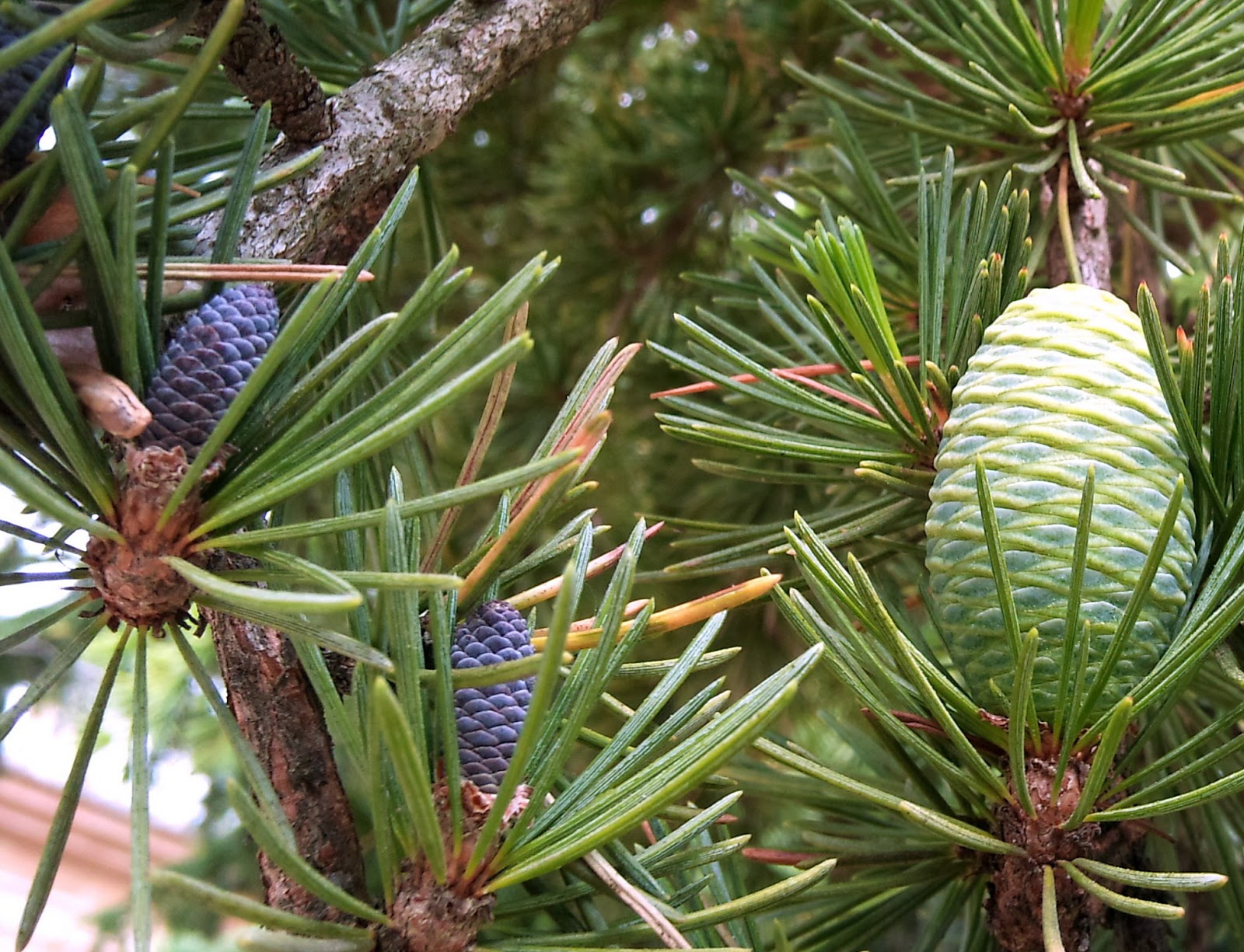 Árboles con alma: Cedro del Himalaya. Cedre. (Cedrus deodora)