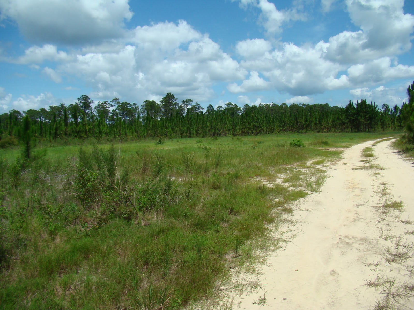 The Photo Ranger: Pine Log State Forest, Florida