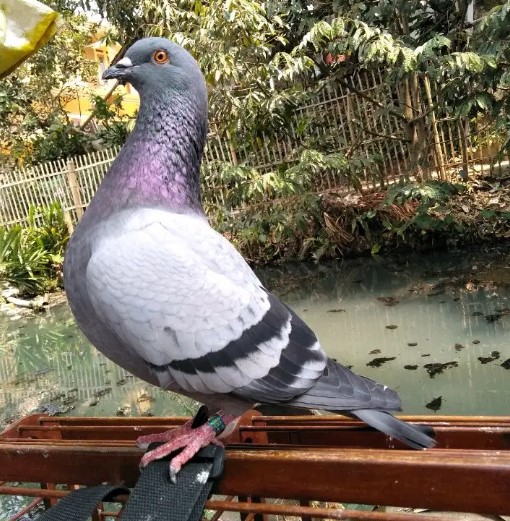 8.1.3.2. Budidaya Merpati - prapedia.com