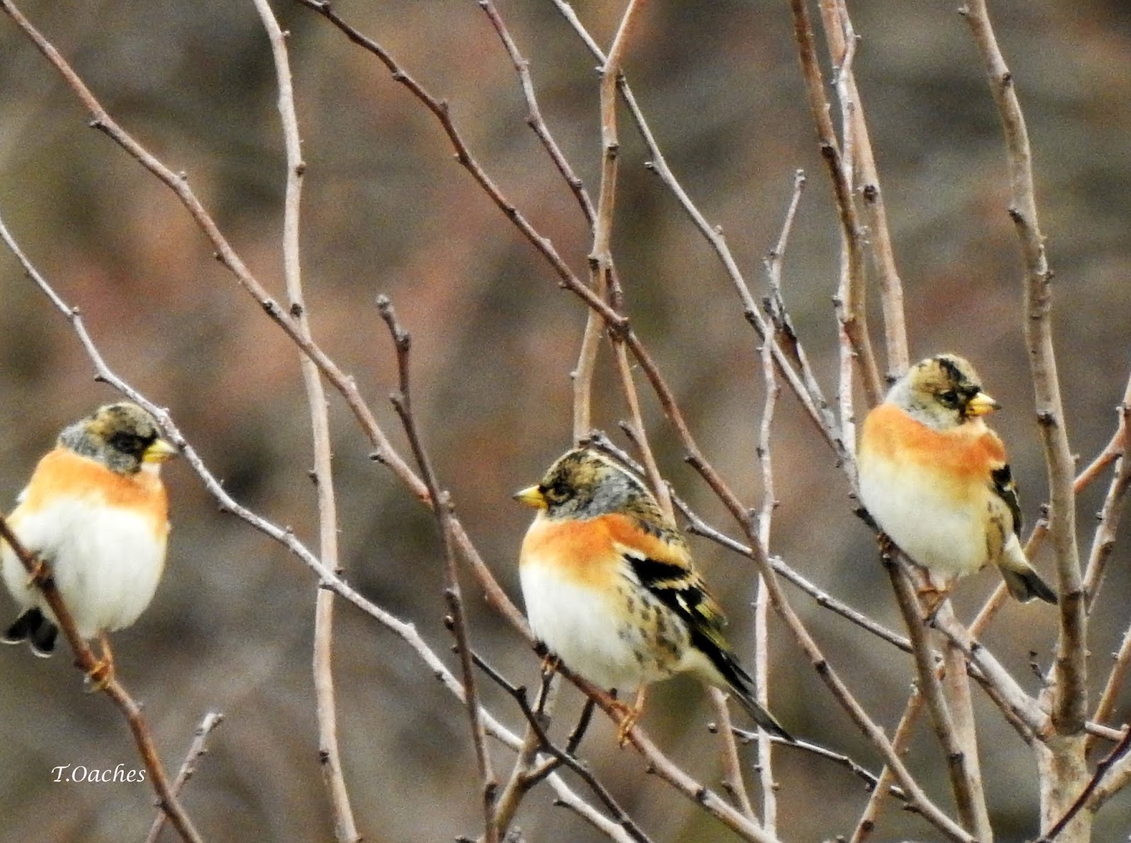 PASARI DIN ROMANIA: CINTEZA DE IARNA, Fringilla montifringilla