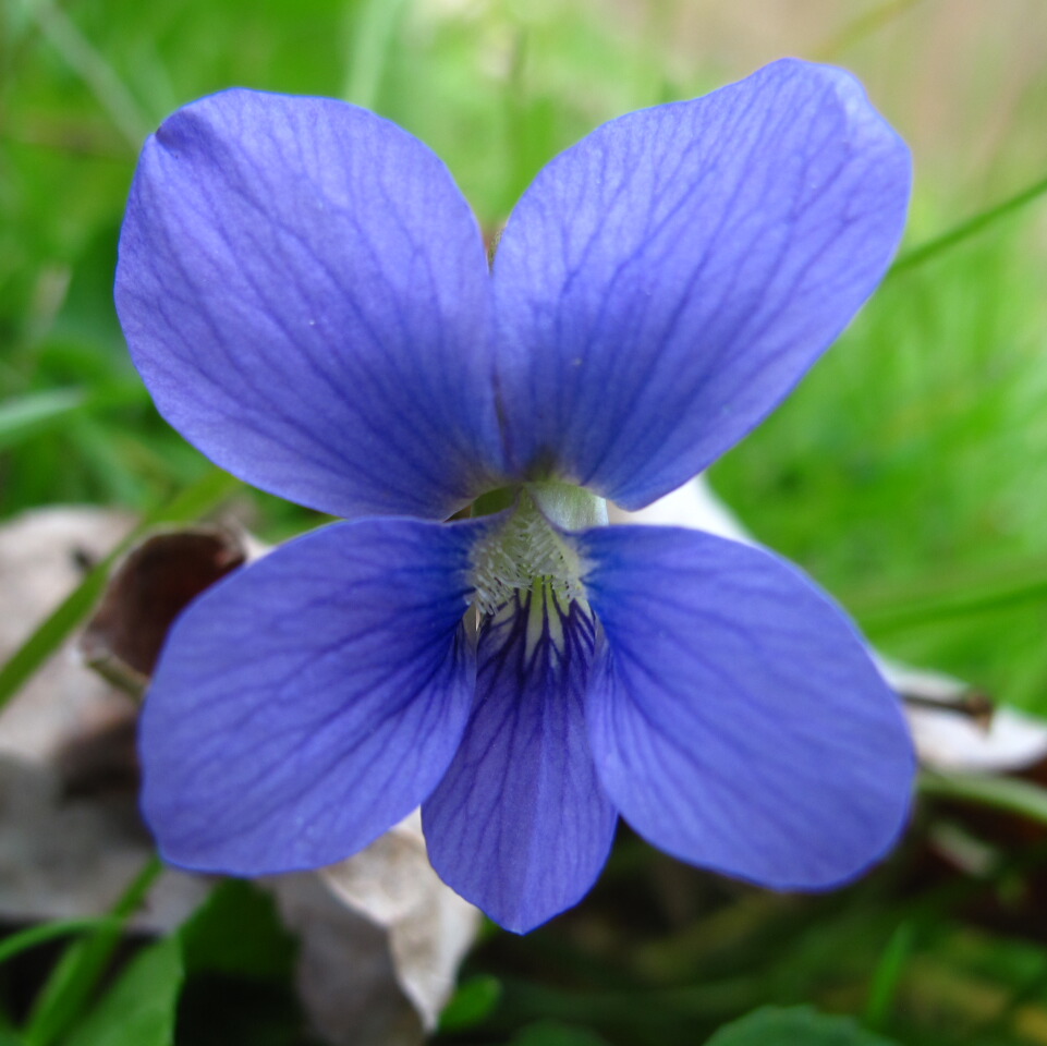 The Joyce Road Neighborhood: Spring Wildflowers