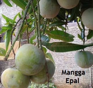Anim Agro Technology: MANGGA EPAL (MA194) - KENALI DIA