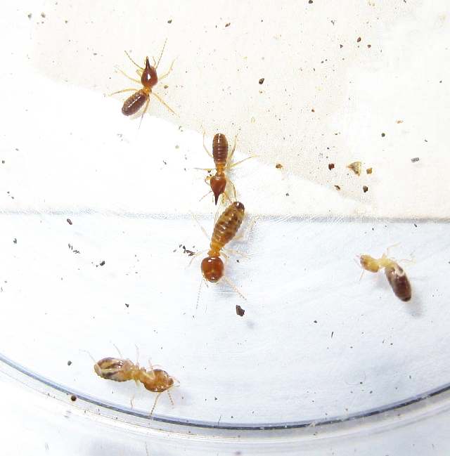 Photos and Info on Ants and Termites of Malaysia: Bulbitermes