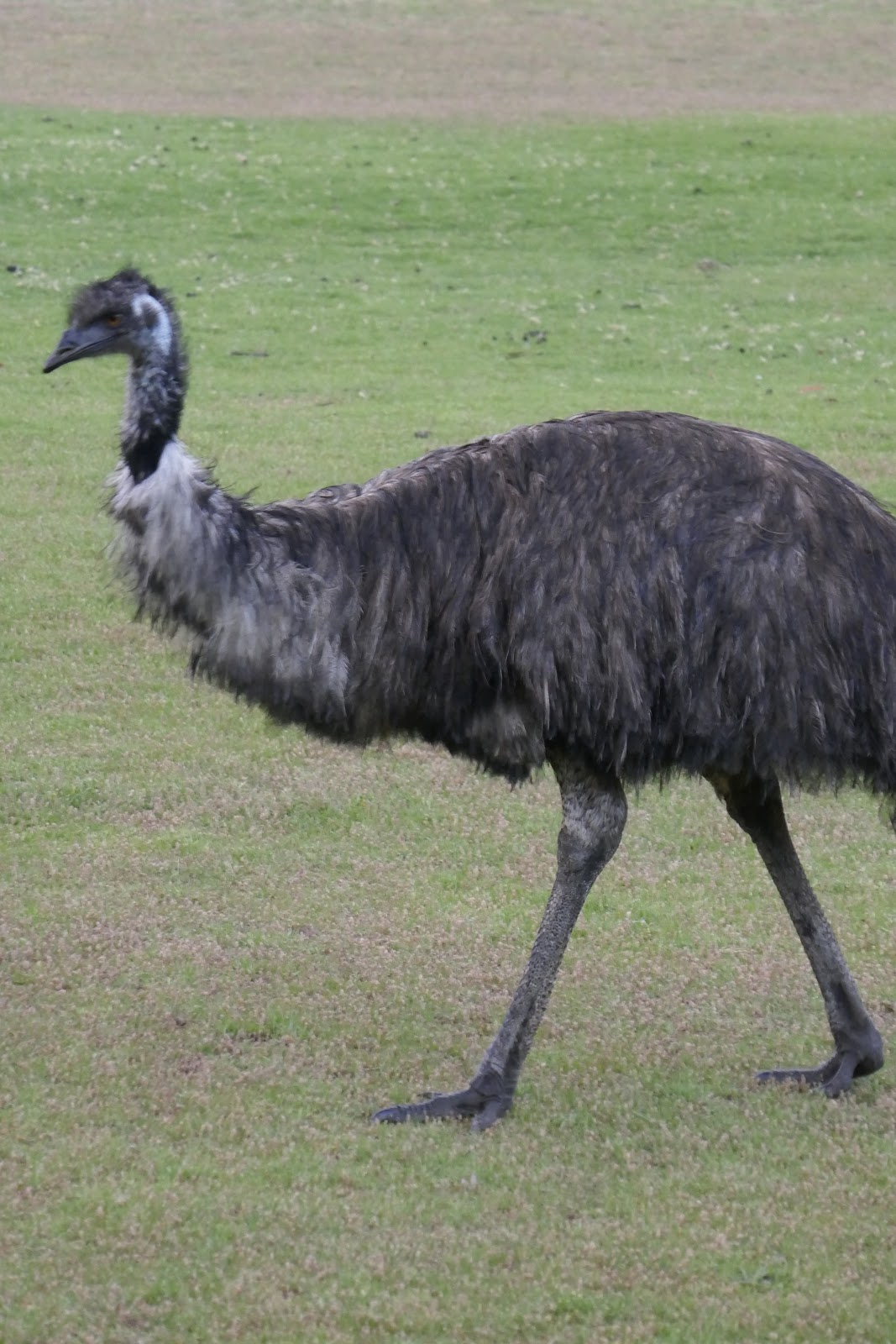 Wild Rumpus: Animals of Australia