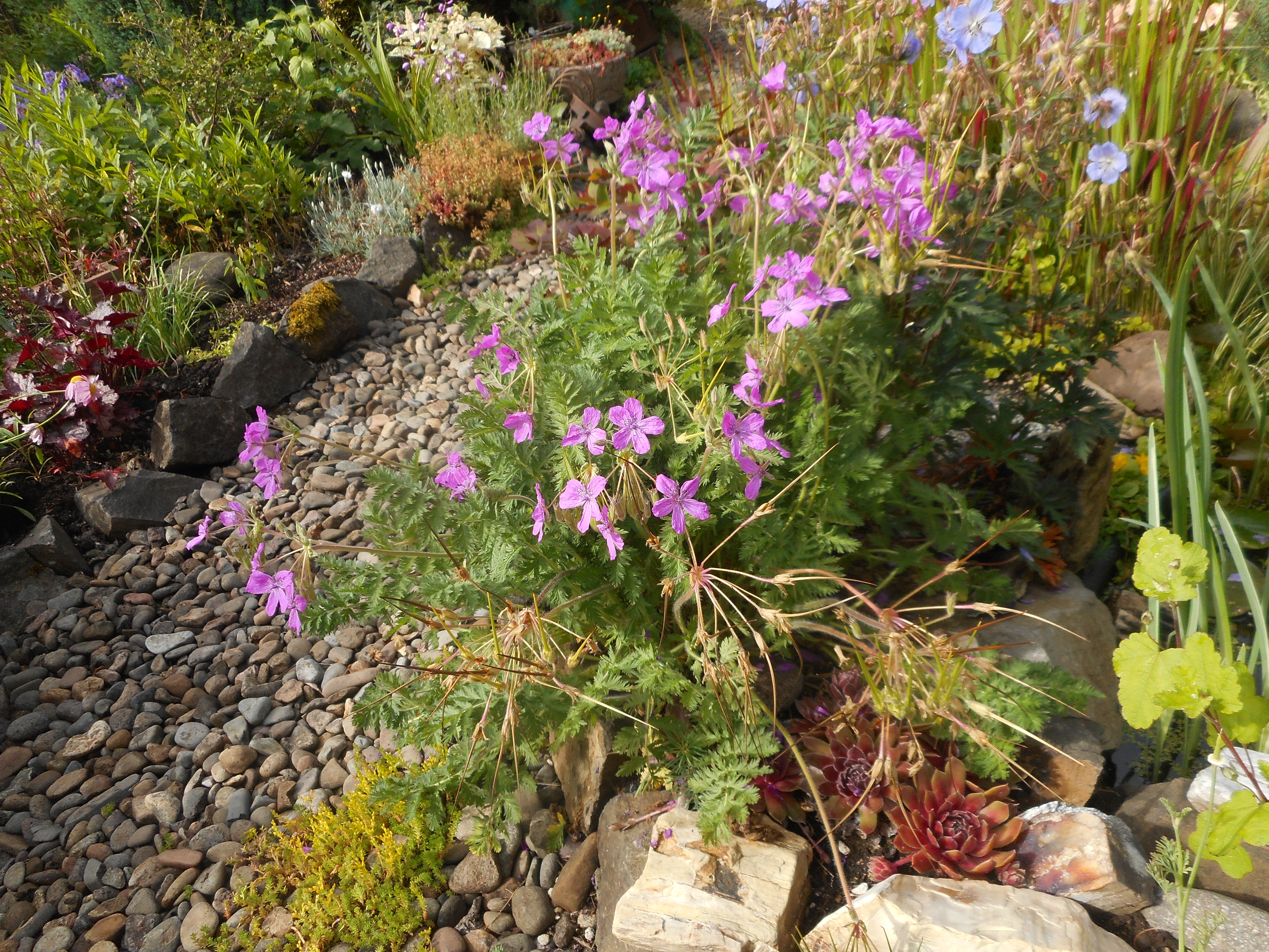 Gardening With Grace: Plant of the Week: Erodium manescavi