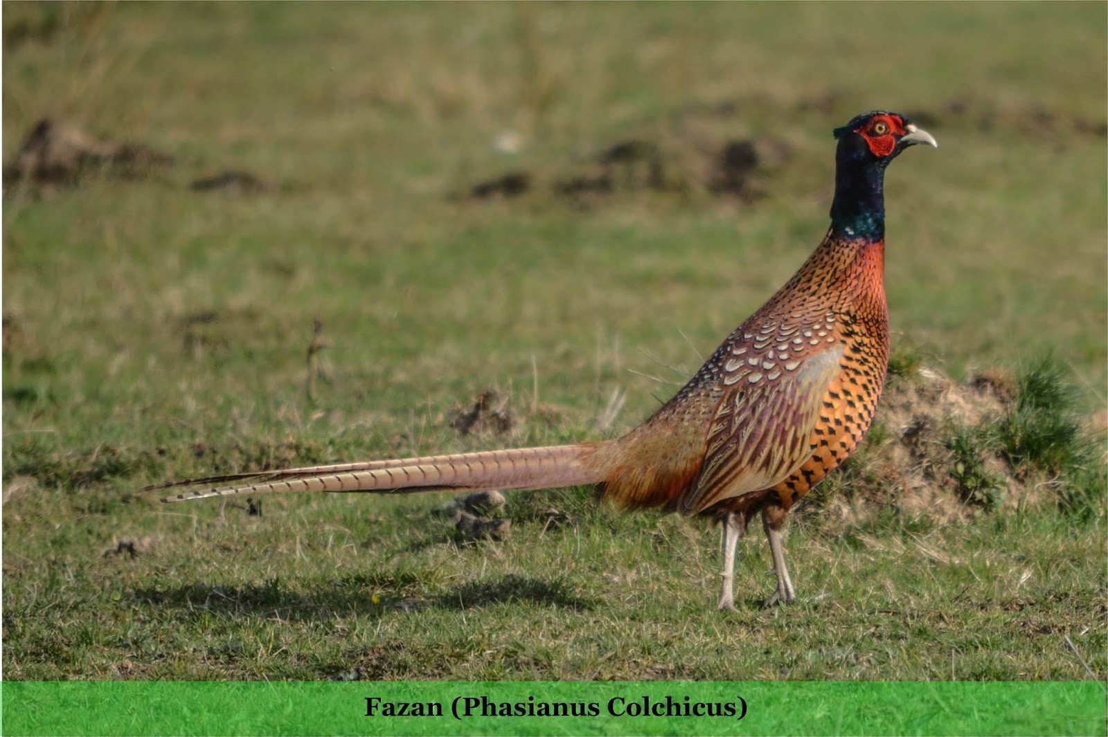 Foto travel: Poveștile Fazaneriei (1): o noapte agitată