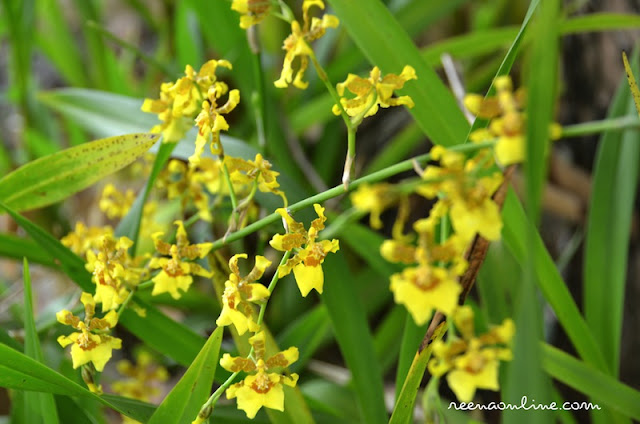 Reena's Online: Fotografi Bunga / Flower Photography #1