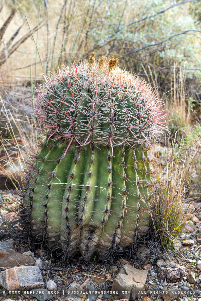 Cactus Garden at the Arizona-Sonora Desert Museum