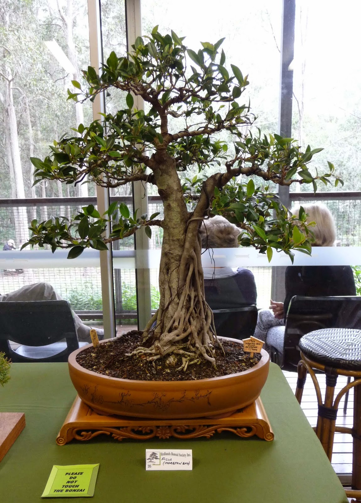 Stephen Cullum's Bonsai & Pottery: Post 150 Australian Native Bonsai ...
