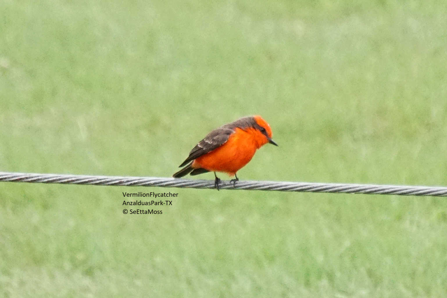 Adult male Vermilion Flycatchers are the quite striking