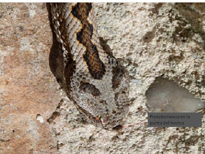 BIZIARIKLIK: Víbora Hocicuda (Vipera latastei)