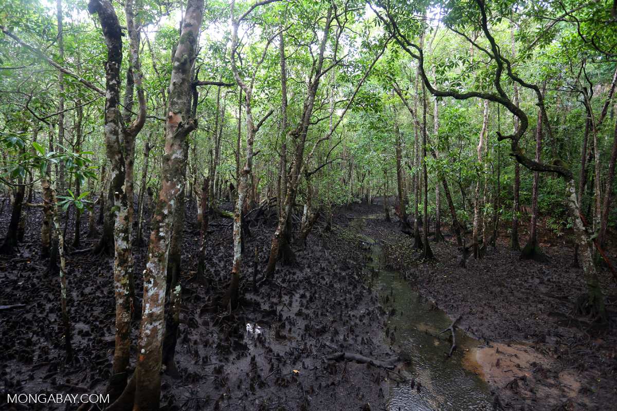 Alternativas para Cuidar el Medio Ambiente: LOS CUATRO TIPOS DE MANGLE QUE TENEMOS EN REPÚBLICA ...