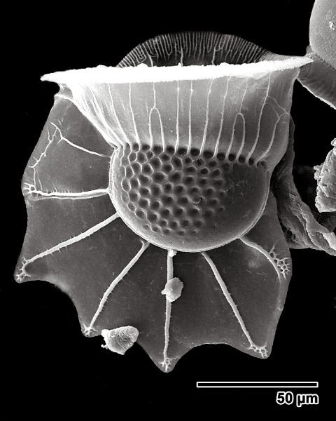 Ephemeral Curios: Dinoflagellates