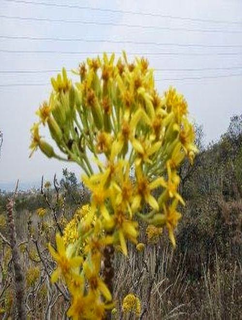 Así es Tlalpan: La Vegetación en Tlalpan