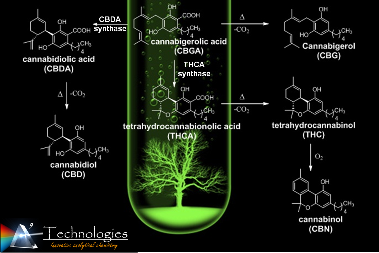 Matt Sands - Cannabis is Medicine: Decarboxylation and Oxidisation
