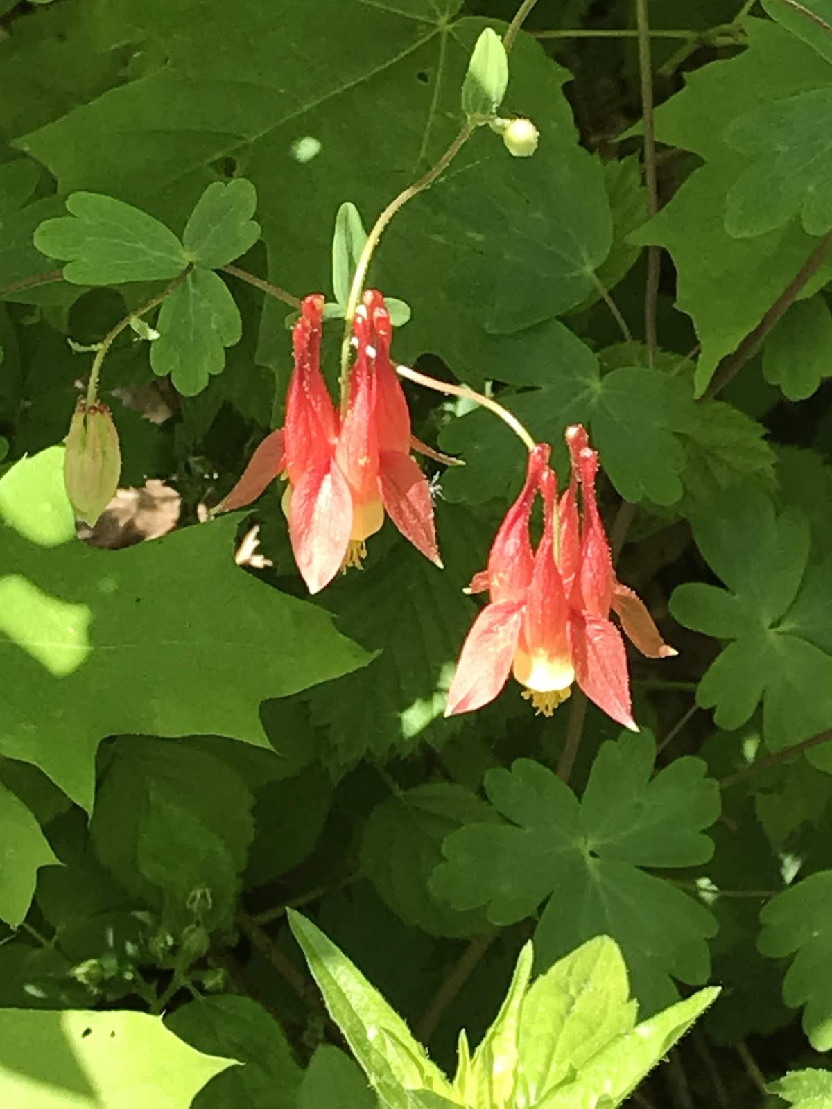 Native Wildflowers of Wisconsin: Red Columbine (Aquilegia canadensis)