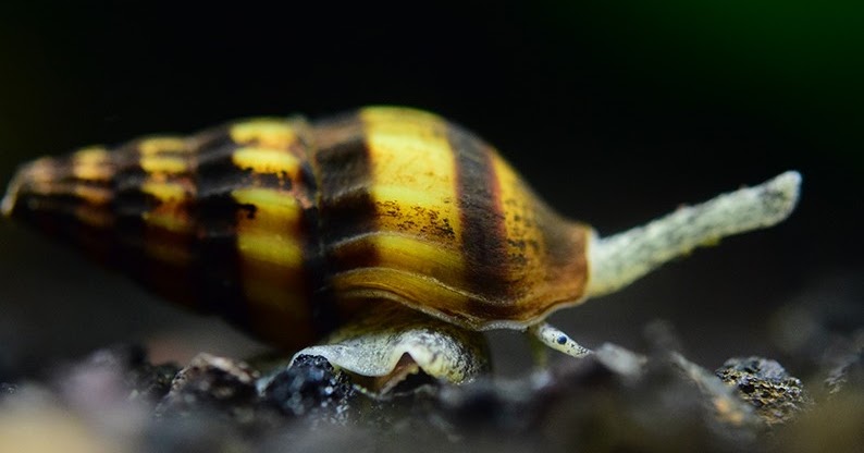 Mengenal keong Assassin - si keong pembunuh ~ Aquascape Batang