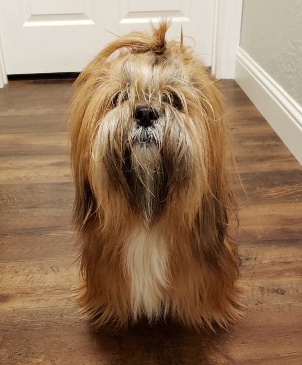 Lhasa Apso Blog: Celebrate July!