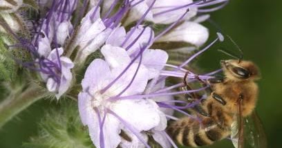 Arıotu Yetiştiriciliği ~ ARICILIK