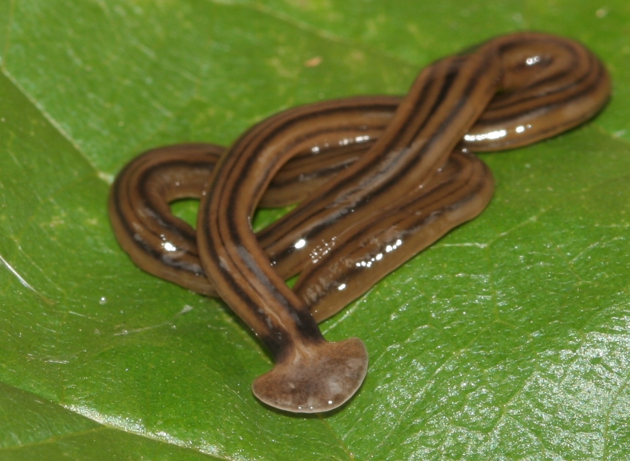 Filo platelmintos | Biologia: A ciência da vida