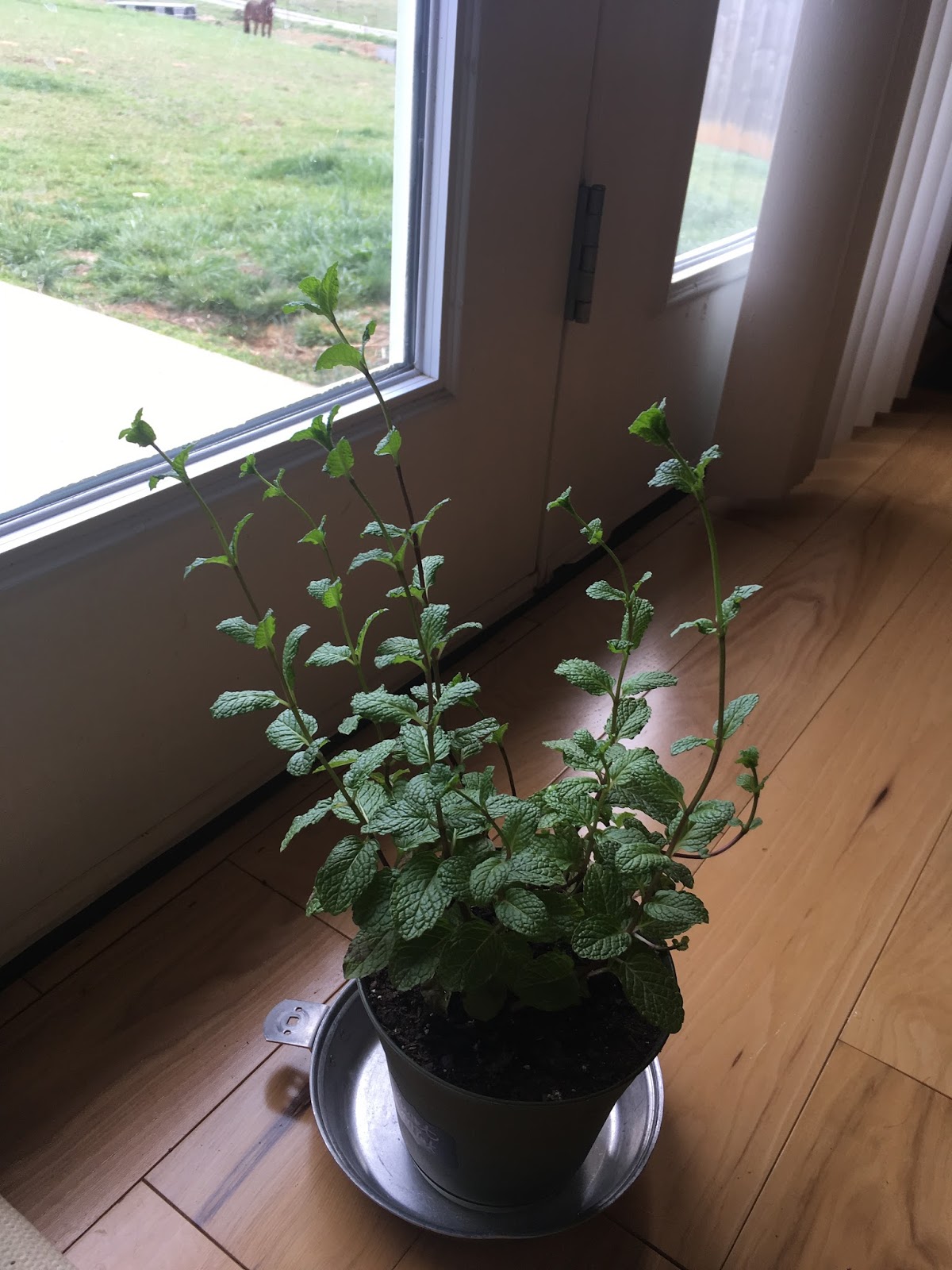 Grow Towards the Light