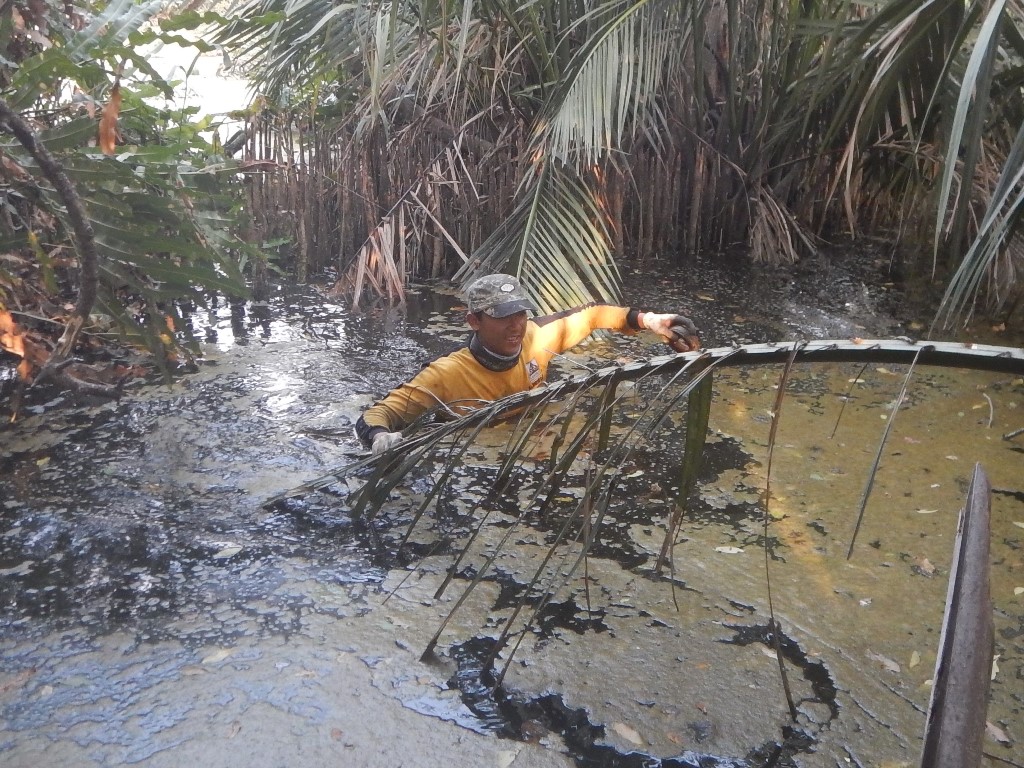 Diteliti KeSEMaT, Begini Kondisi Terkini Mangrove di Suaka Margasatwa Muara Angke, Jakarta ...