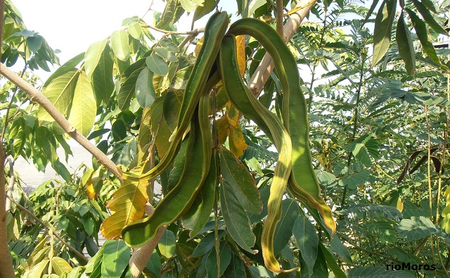 Ingá: Inga edulis | Plantas rioMoros