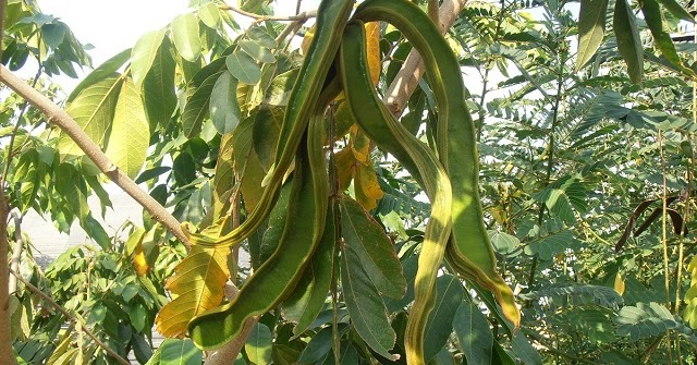 Ingá: Inga edulis | Plantas rioMoros