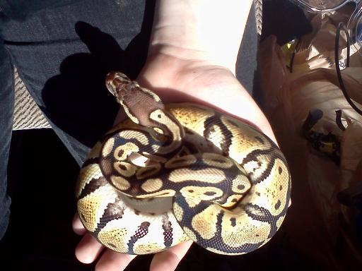 Tempest Rose Pythons: The Snakes