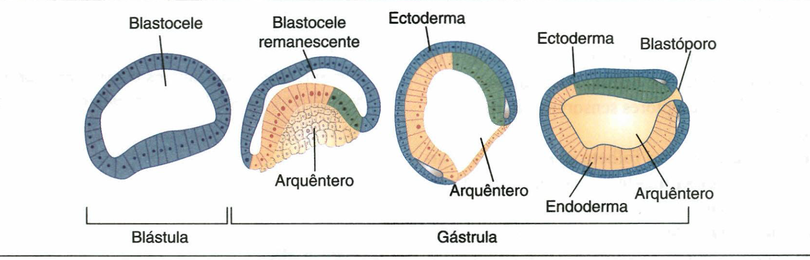 A blástula se converte na gástrula