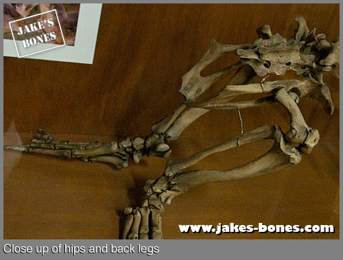 A first look at a very unusual skeleton : Jake's Bones
