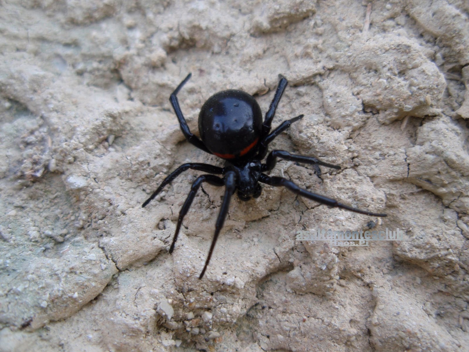 asaltamontes club : Viuda negra