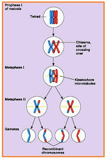 ISHARMANTO-BOJONEGORO: CROSSING OVER