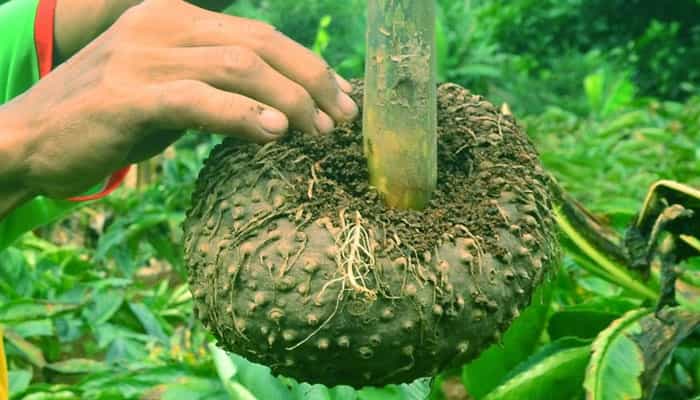 7 Manfaat Mengejutkan Tanaman Porang Bagi Kehidupan - CakWiCak