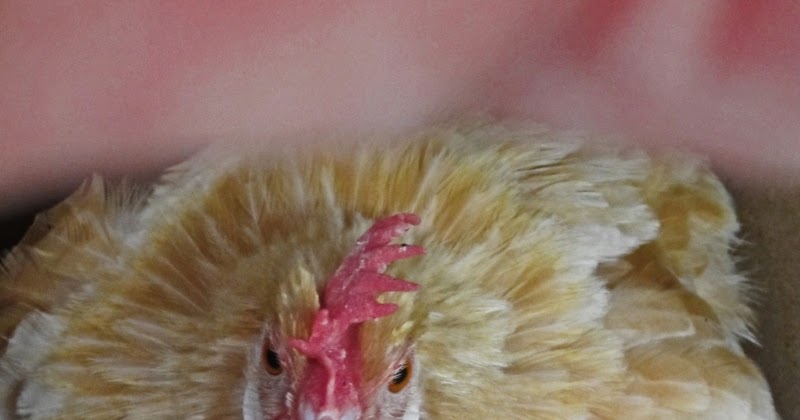 Hibiscus House: We Have New Chicks 2020 Hatch!