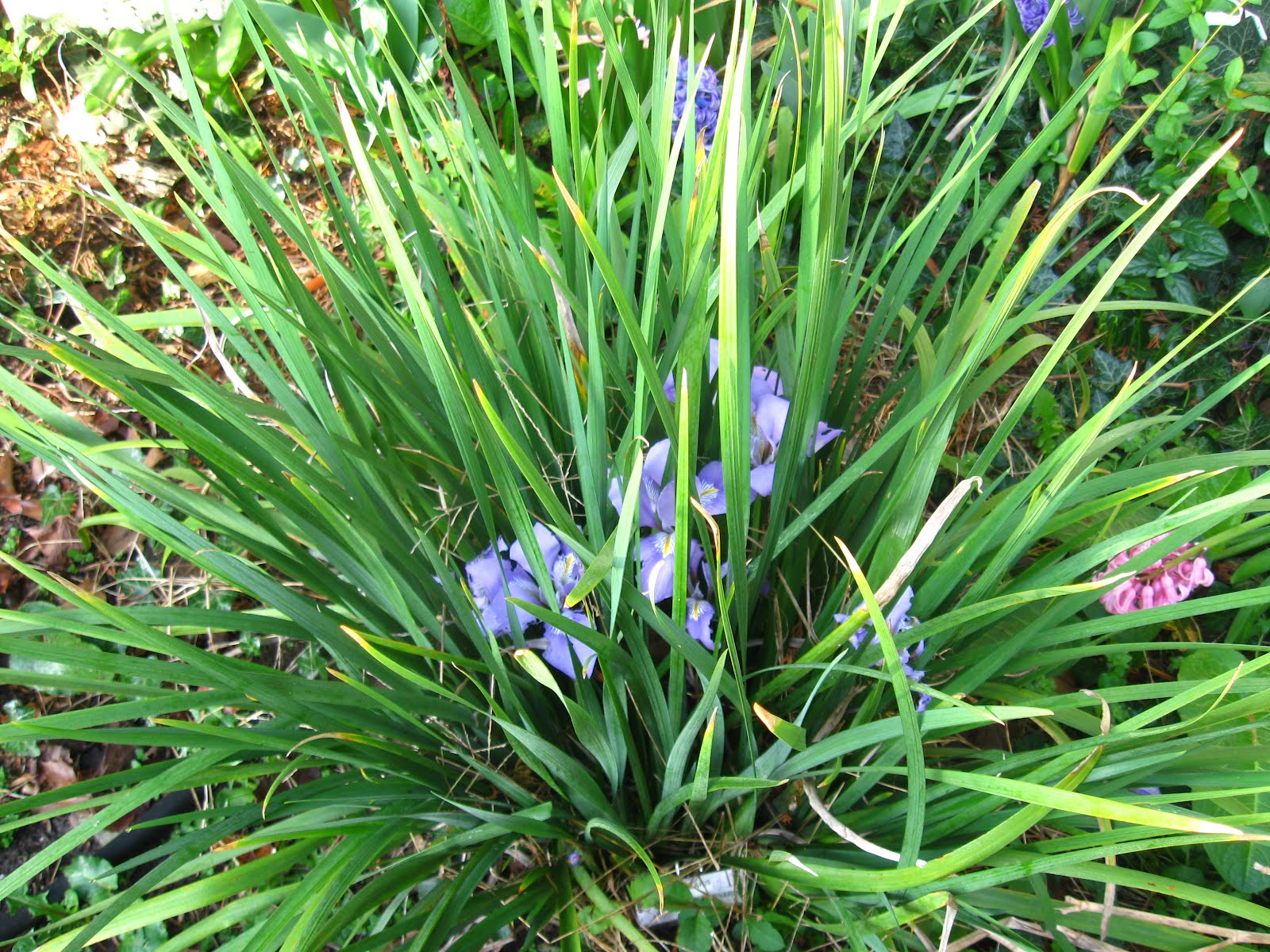Pittsgrove Farms - Plant Dirt: Iris Unguicularis-AKA Winter Blooming Iris