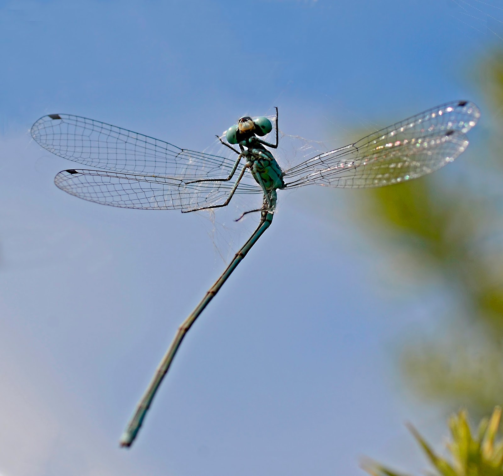 Alan James Photography : Narrow-winged damselflies