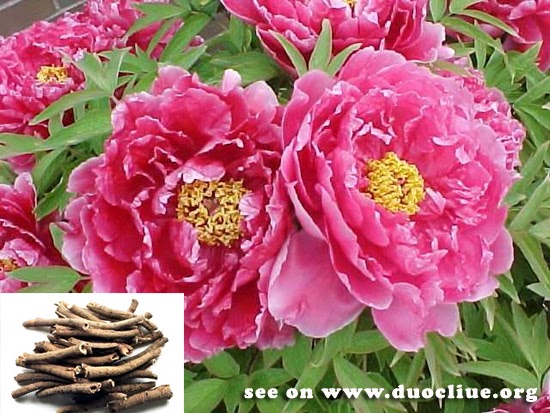 Moutan bark (Mudanpi)-Paeonia suffruticosa-Cortex Moutan