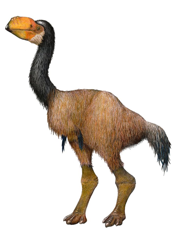 Mi blog: Galería de imágenes: Dromornis