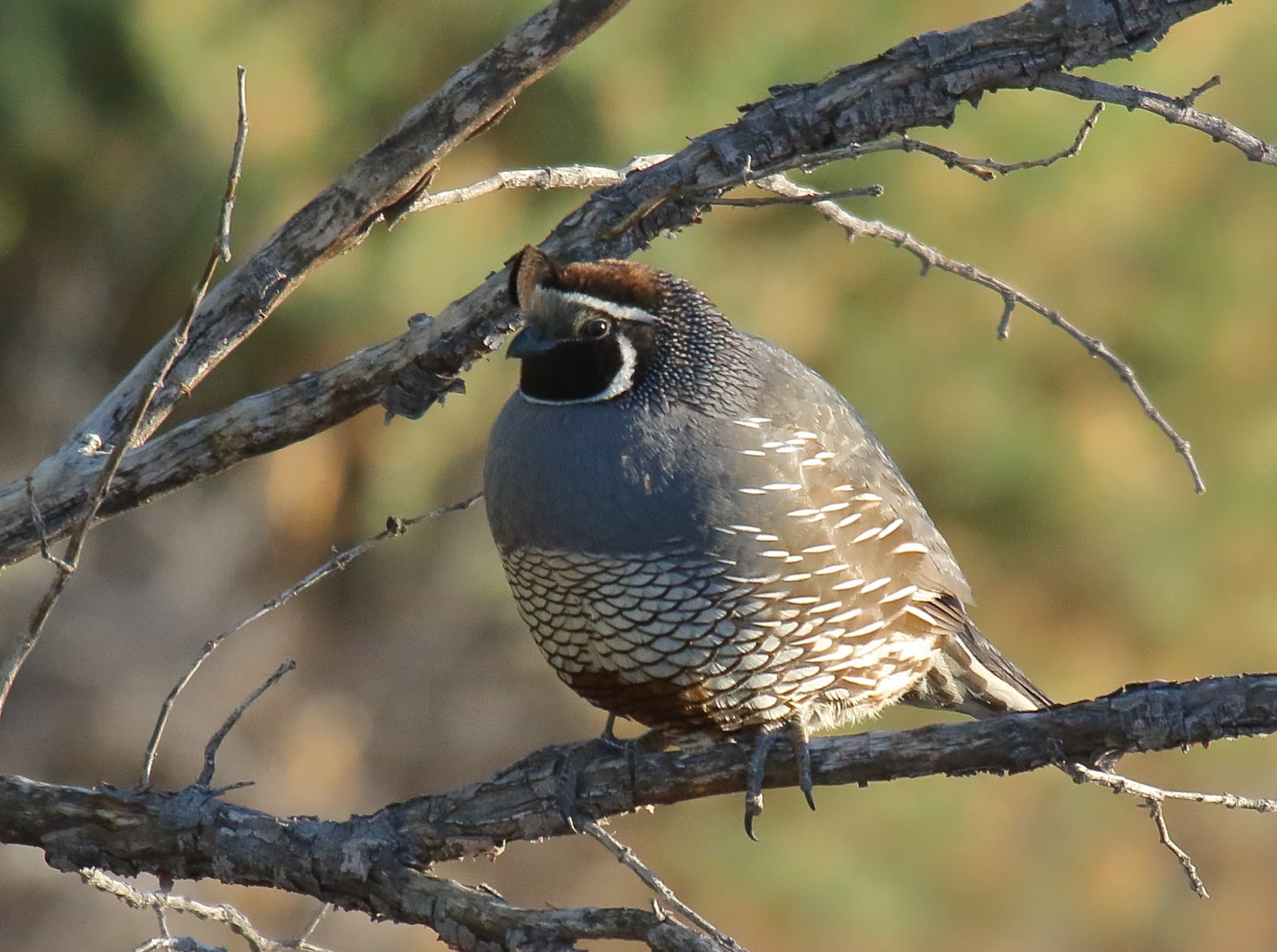 California Quail in Borrego Springs - Greg in San Diego