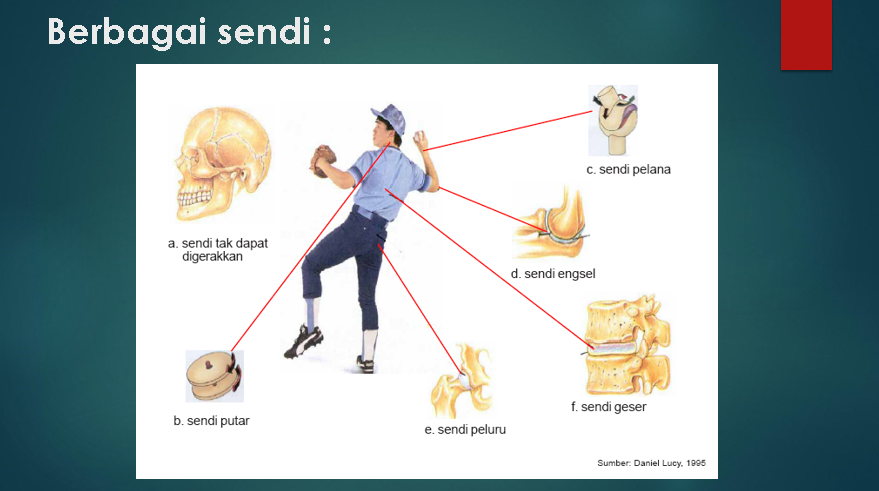Materi dan Latihan Soal Sistem Rangka dan Sendi - Cahaya Mentari