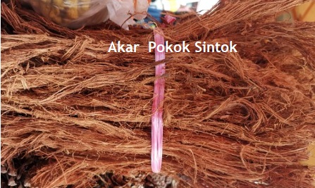 Anim Agro Technology: POKOK SINTOK - KENALI DIA
