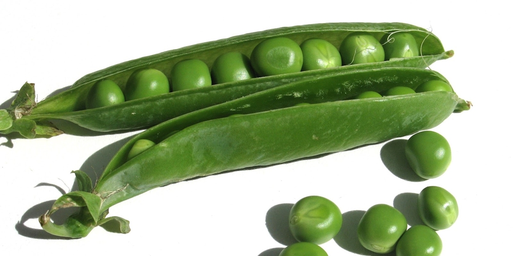 L'Hort a l'Escola: EL PÈSOL