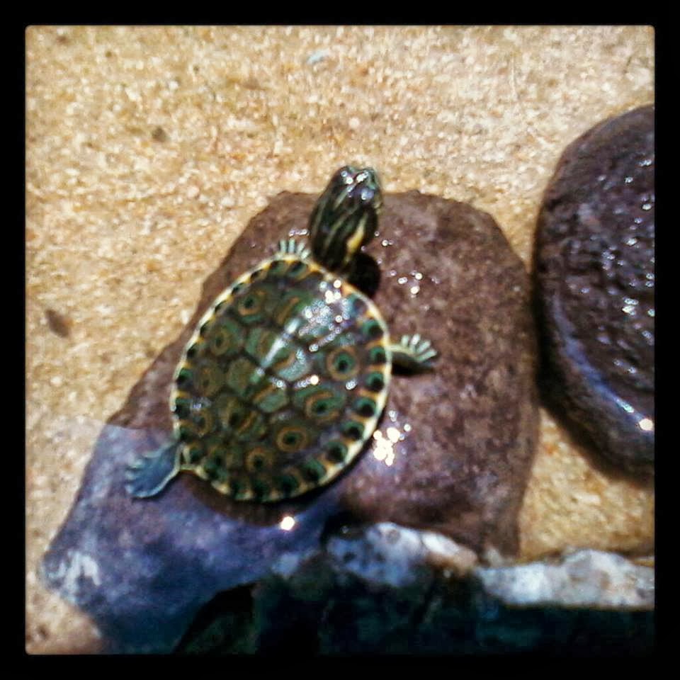 Tortugas: Tortuga Pavo real