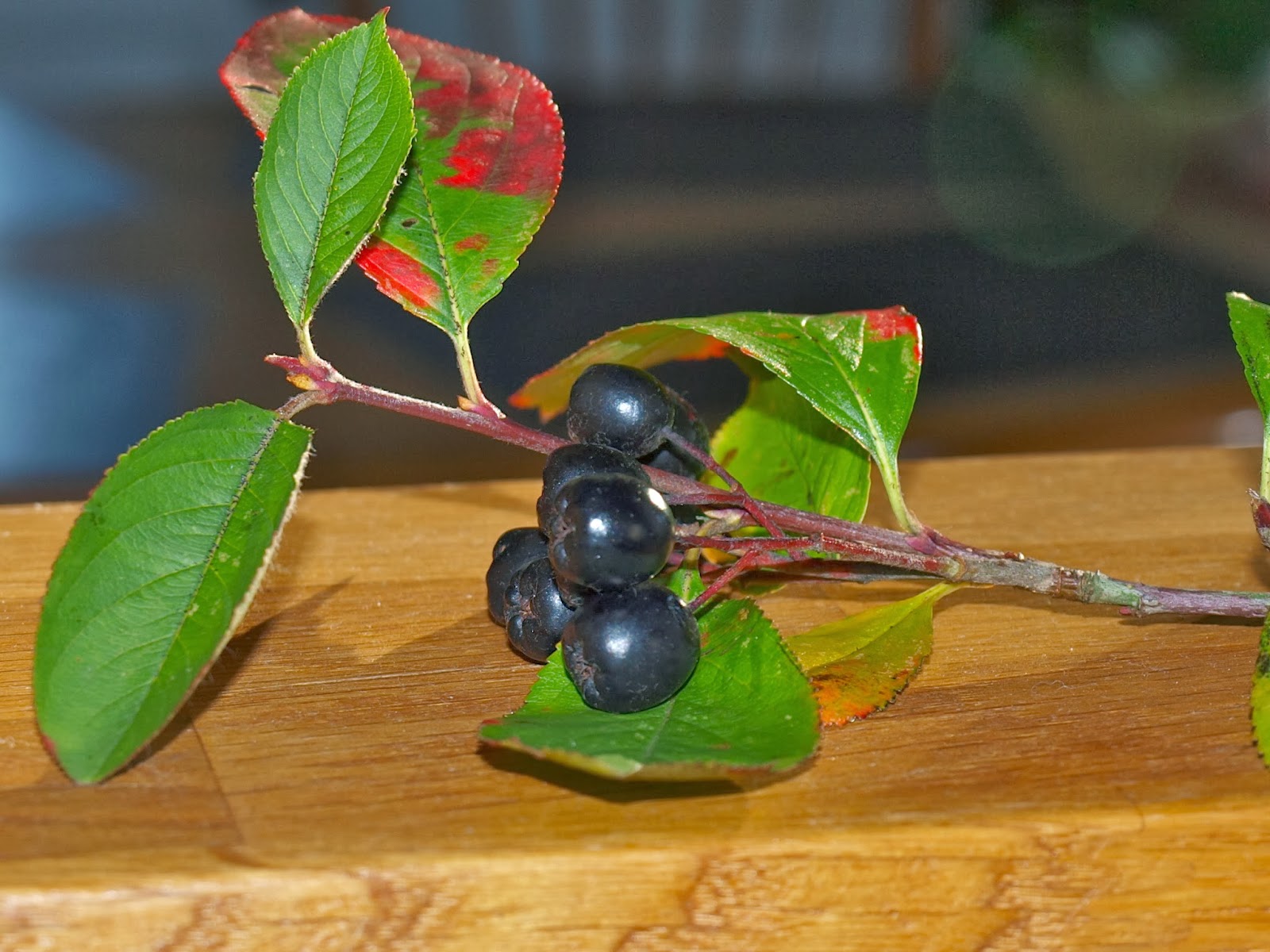 Hverdagslykke og morskab...: Aronia bær