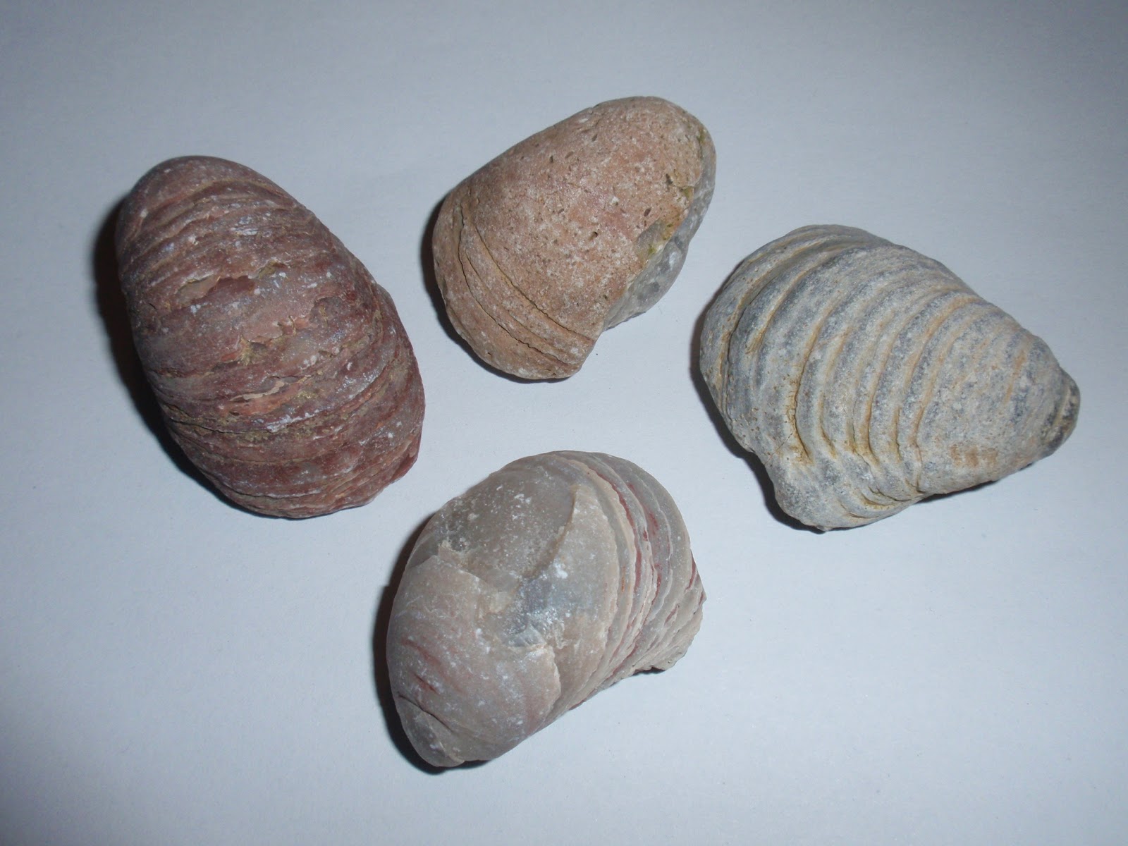 Weird & Wonderful: Fossils