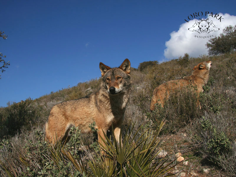The Costa Tropical Experience: Eye to Eye with the Wolves.....