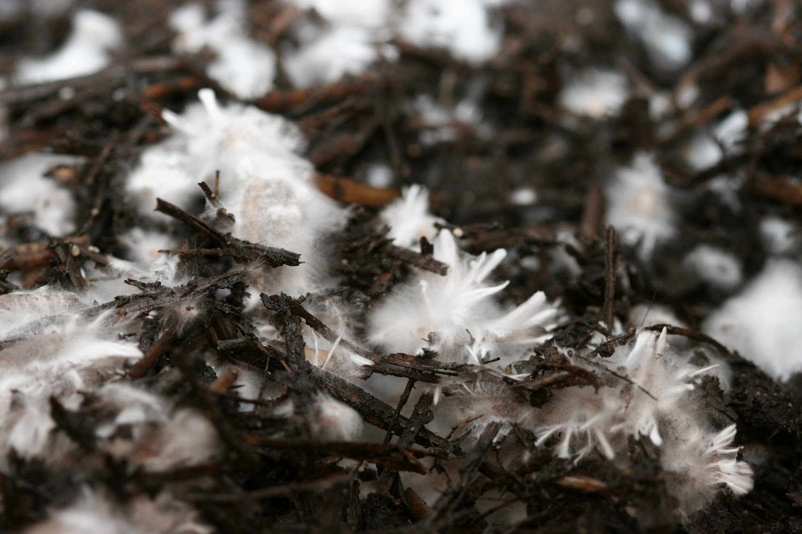 Magic Mushroom Pictures