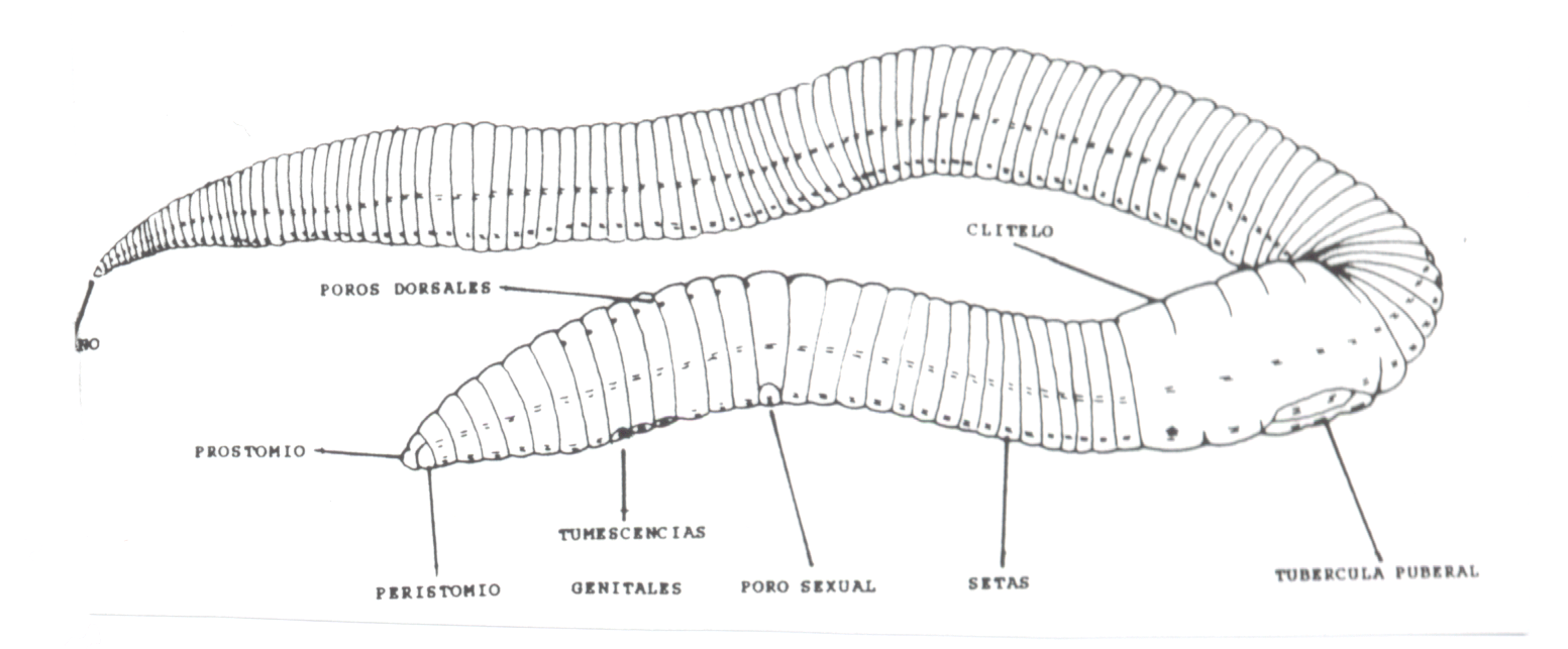 agricultura y ecologia: LOMBRICULTURA