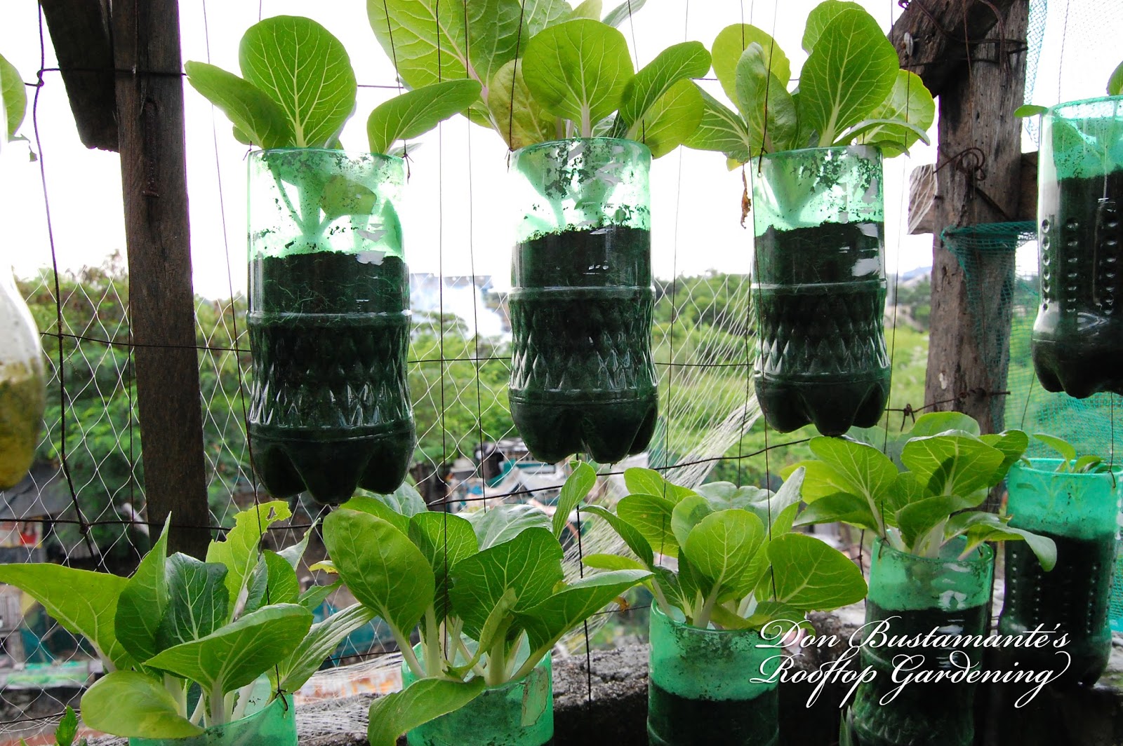 Don Bustamante's Rooftop Garden: Pechay In Citrus Plastic Bottle